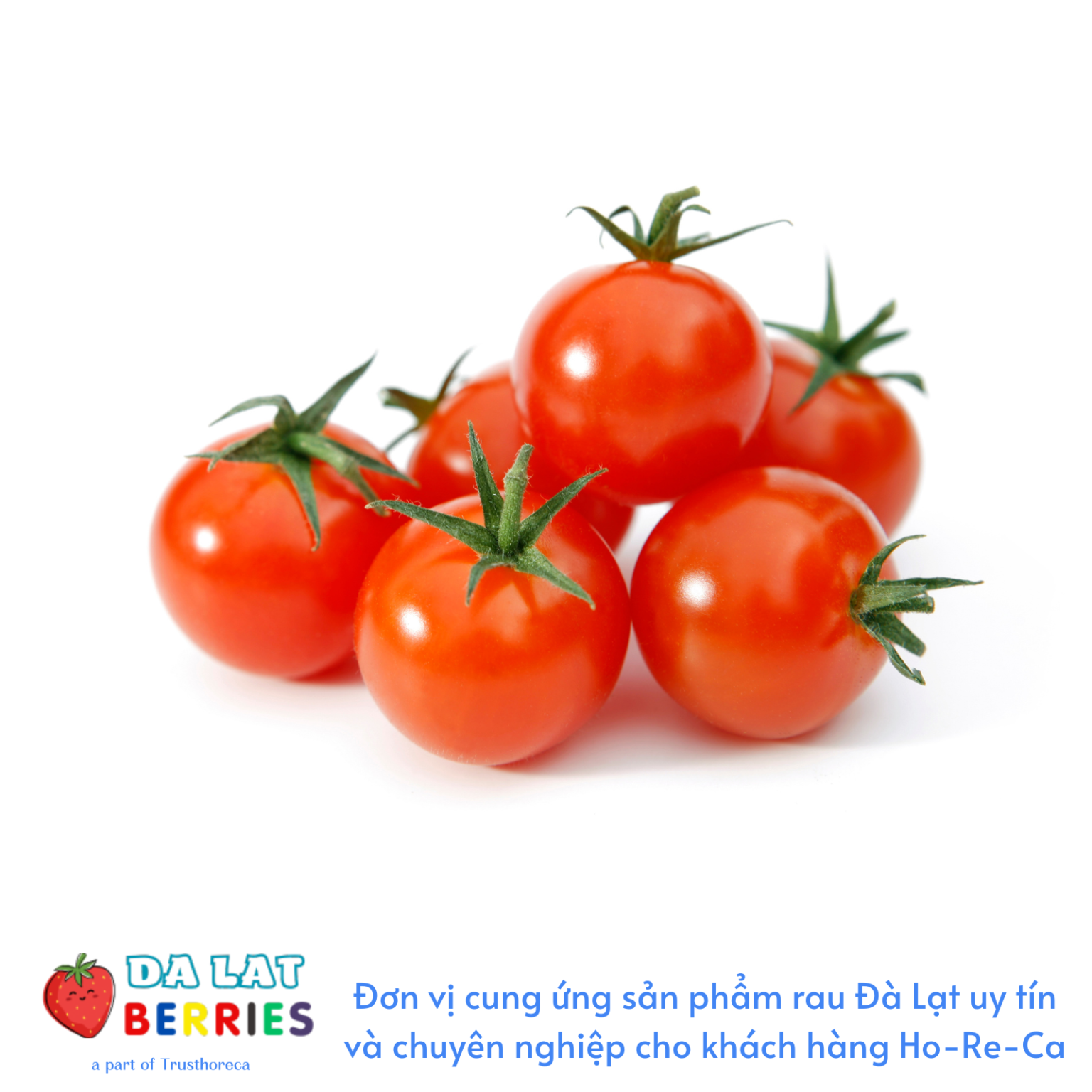 Cà Chua Cherry Đỏ - Dalat Berries - Vị ngọt từ đất lành