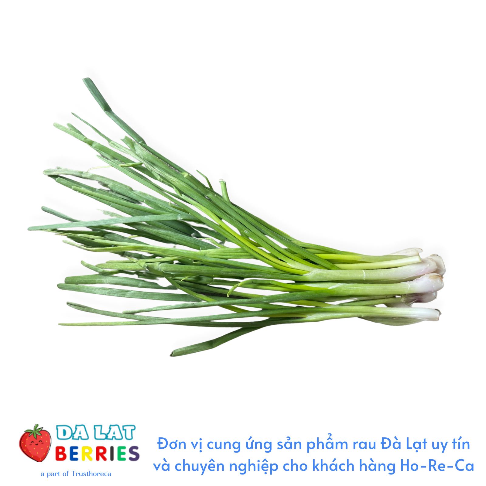Hành Lá - Dalat Berries - Vị ngọt từ đất lành