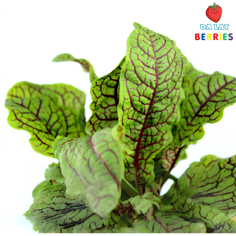Rau Chua Gân Đỏ - Dalat Berries - Vị ngọt từ đất lành