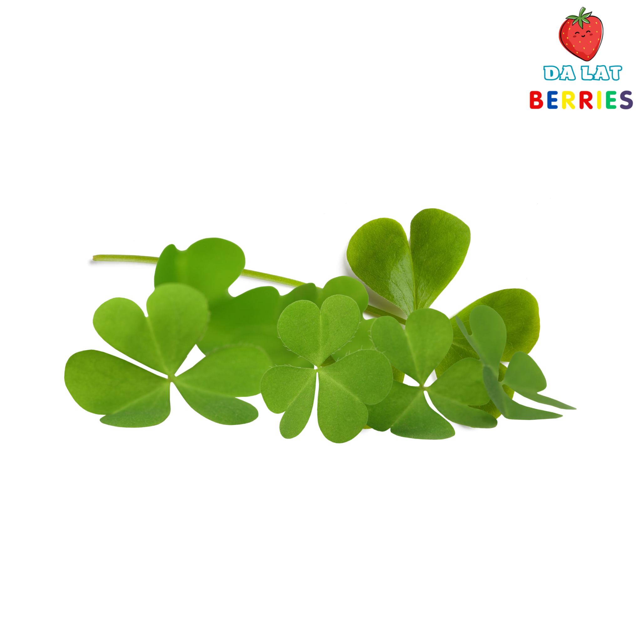 Wood Sorrel - Cỏ Ba Lá - Dalat Berries - Vị ngọt từ đất lành